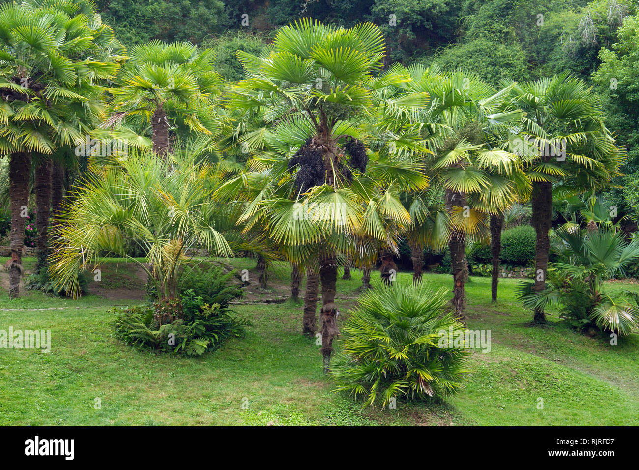 Chinese palmier chanvre (Trachycarpus fortunei Photo Stock - Alamy