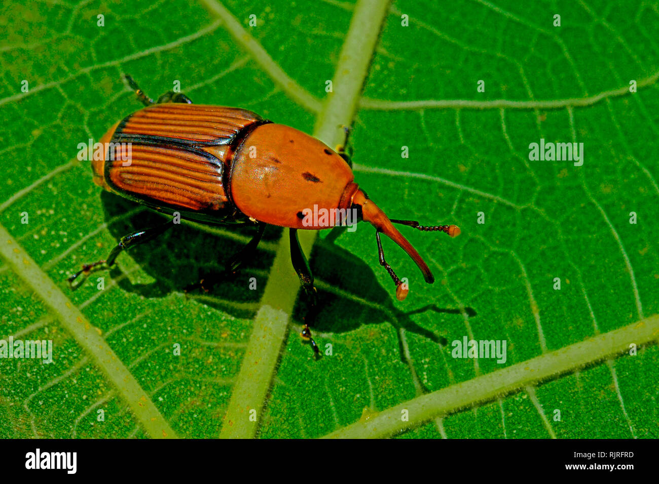 L'acarien rouge du palmier Banque de photographies et d’images à haute ...