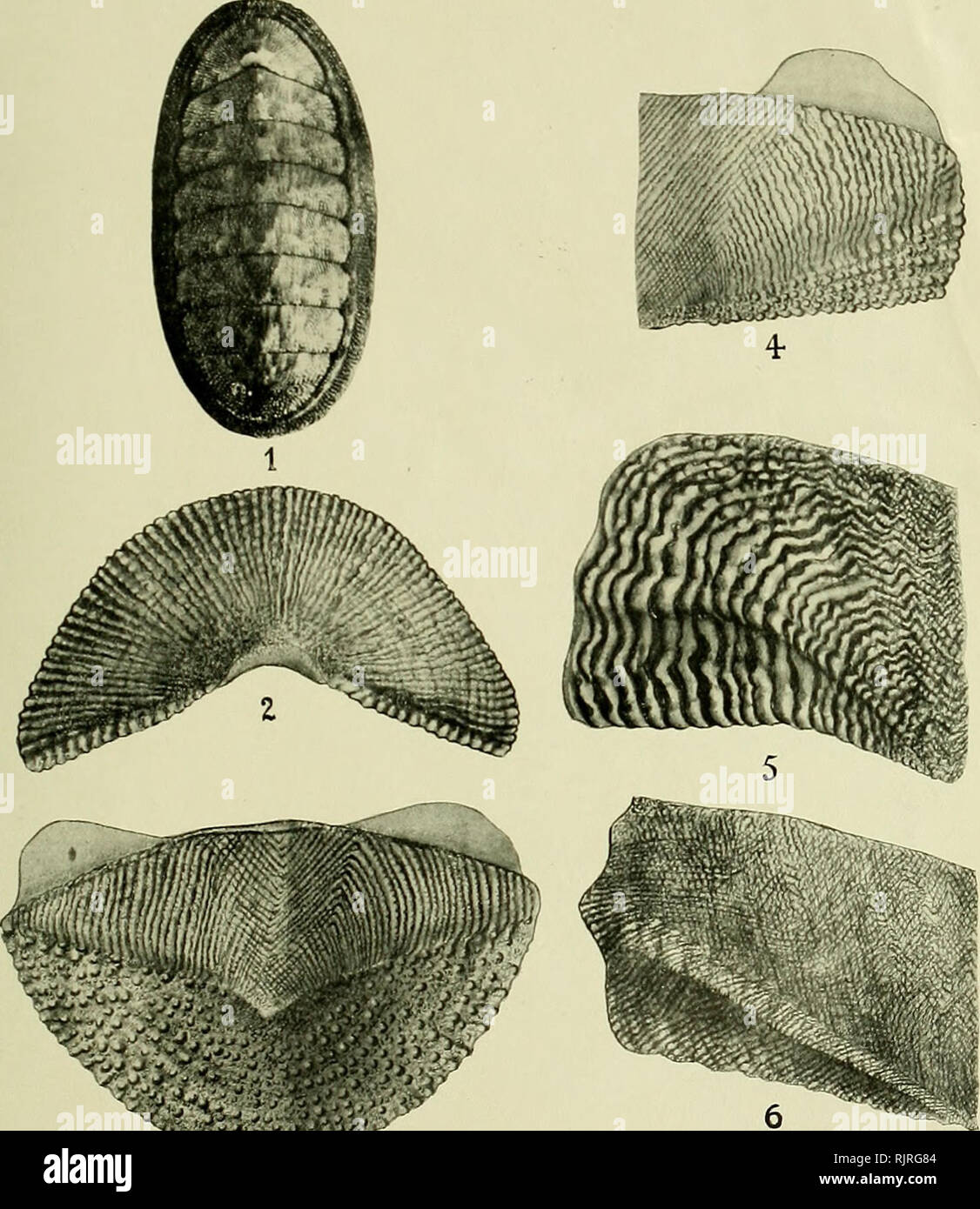 . Le zoologiste australien. Zoologie Zoologie Zoologie ; ;. Zoologiste ...