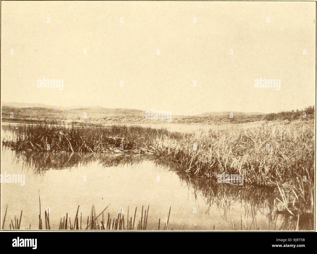 Populus wislizeni Banque de photographies et d’images à haute ...