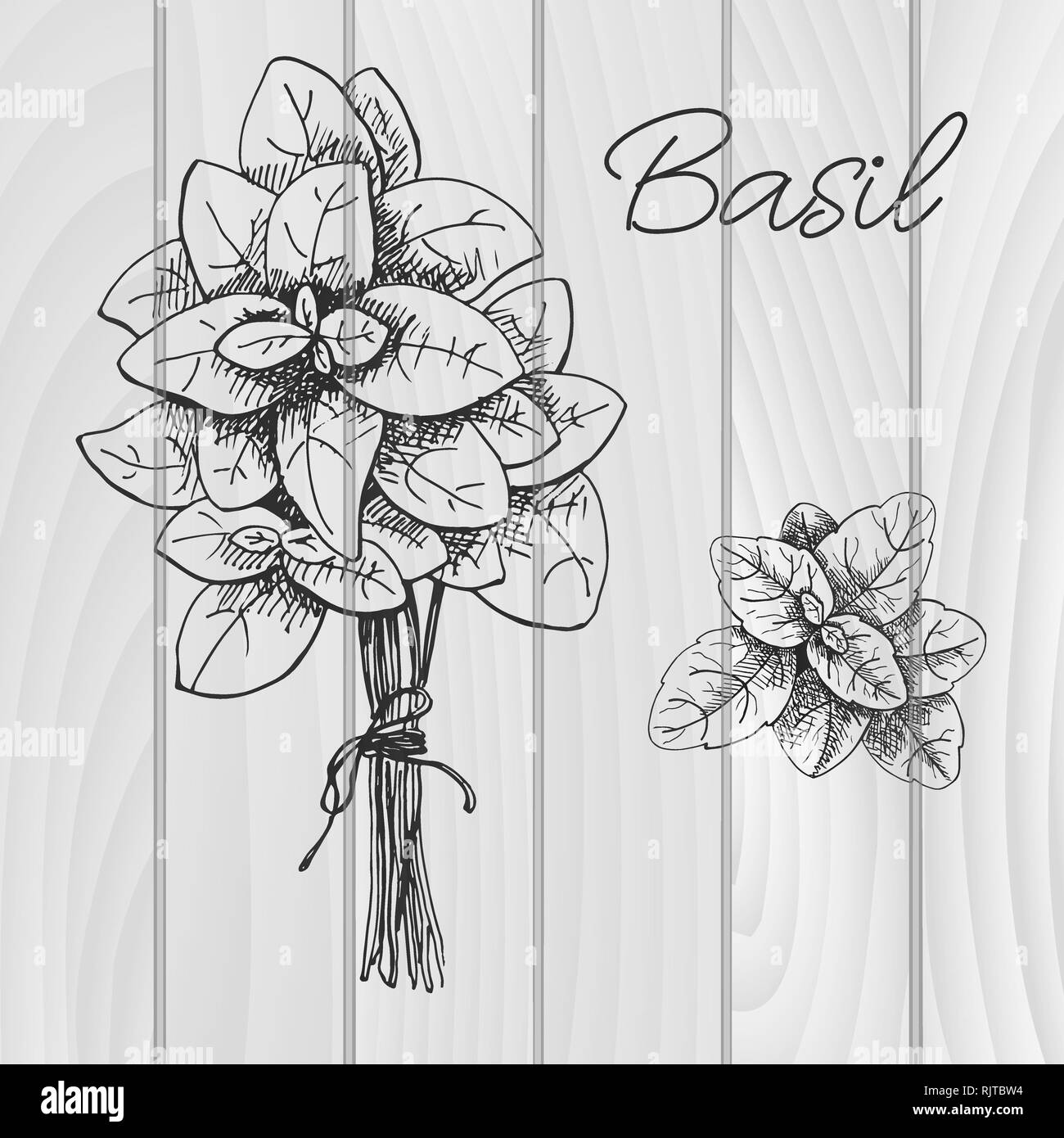 Basilic dessin Banque d'images vectorielles - Alamy