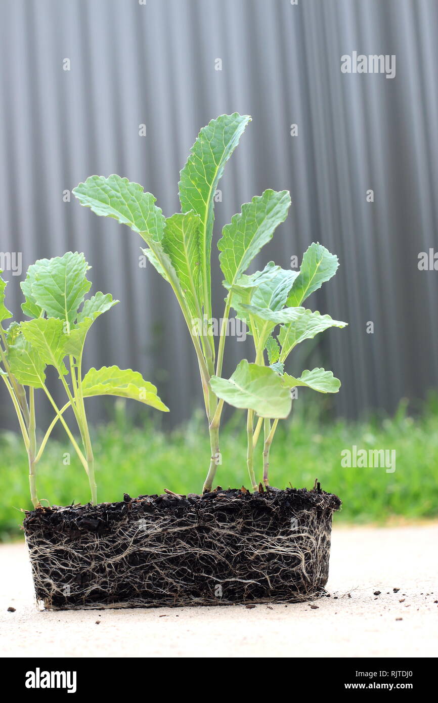 Lacinato kale Banque de photographies et d’images à haute résolution ...