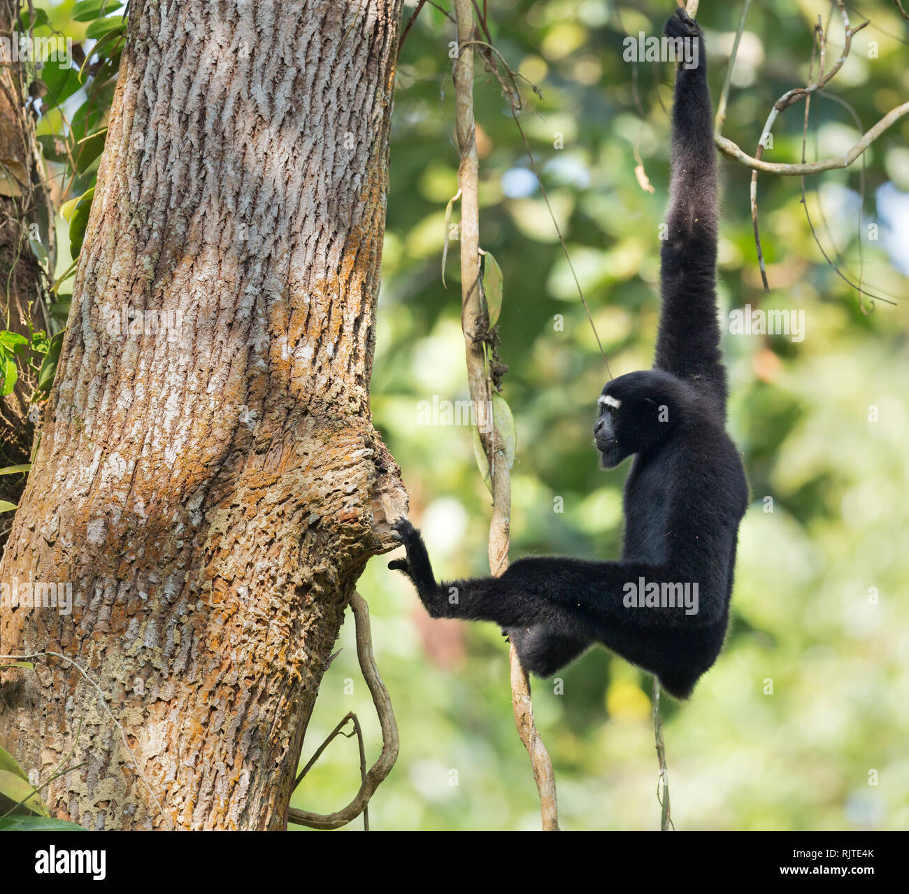 Gibbons hoolock occidentaux Banque de photographies et d’images à haute ...