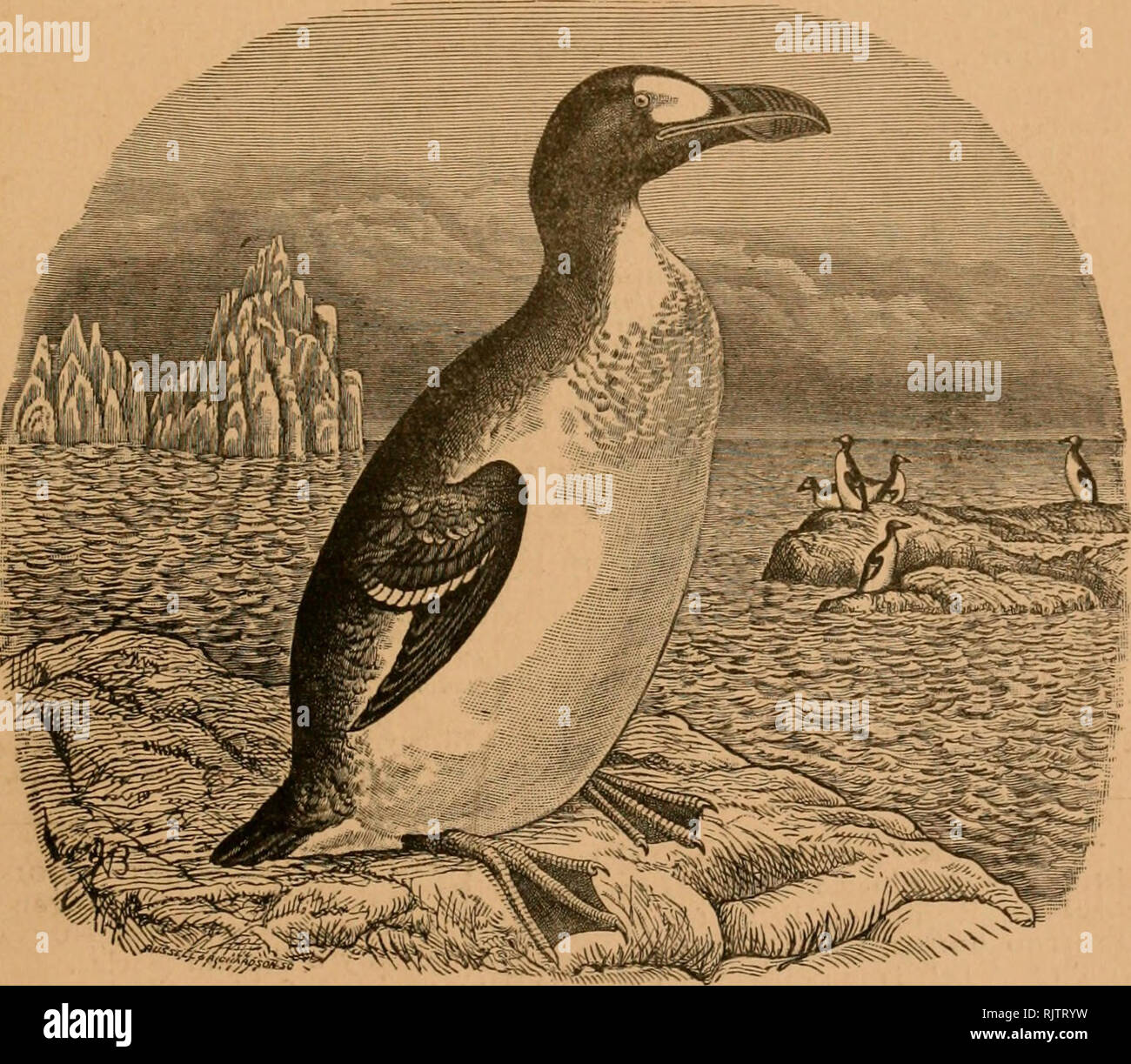 . Le Pingouin. Les oiseaux. v" Ancienne Seri vol. XII les, XII je ...