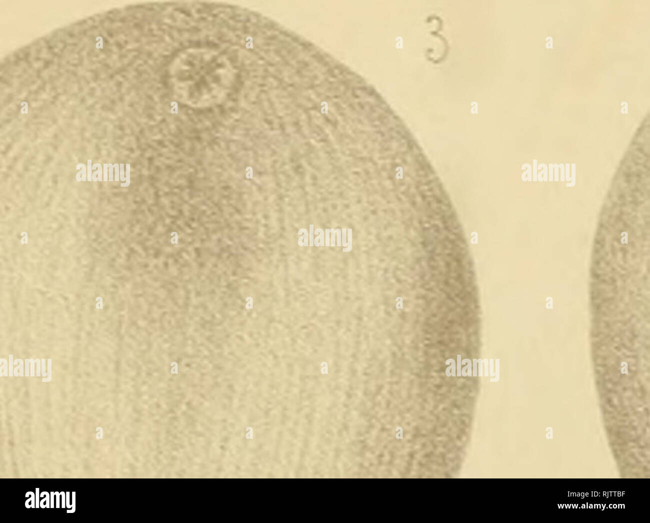 . Atti. Les plantes ; plantes ; Cryptogamia ; Mycologie. V &£T> ;. Â ...