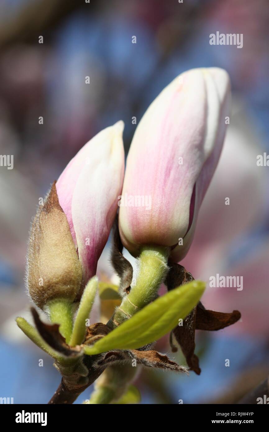 Pink magnolia blooms Banque de photographies et d’images à haute ...