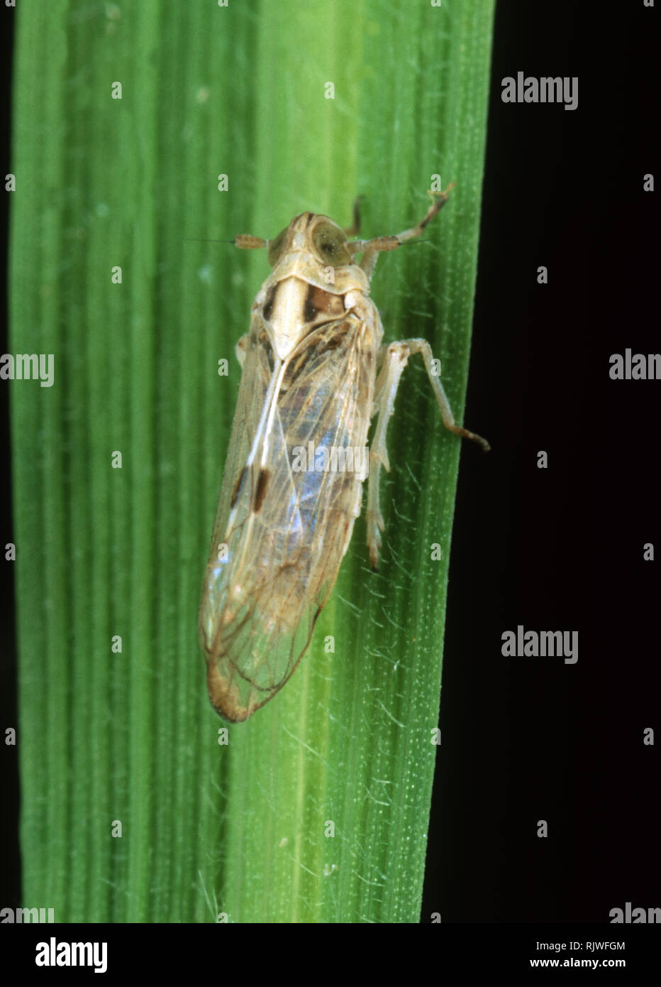 Cicadelle à dos blanc (Sogatella furcifera) des profils de ravageur sur ...