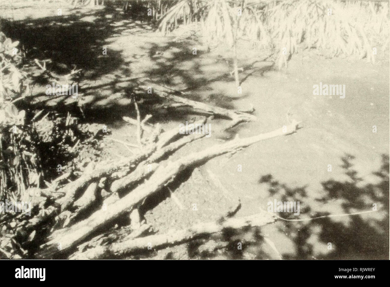 Mangrove rivulus Banque de photographies et d’images à haute résolution ...