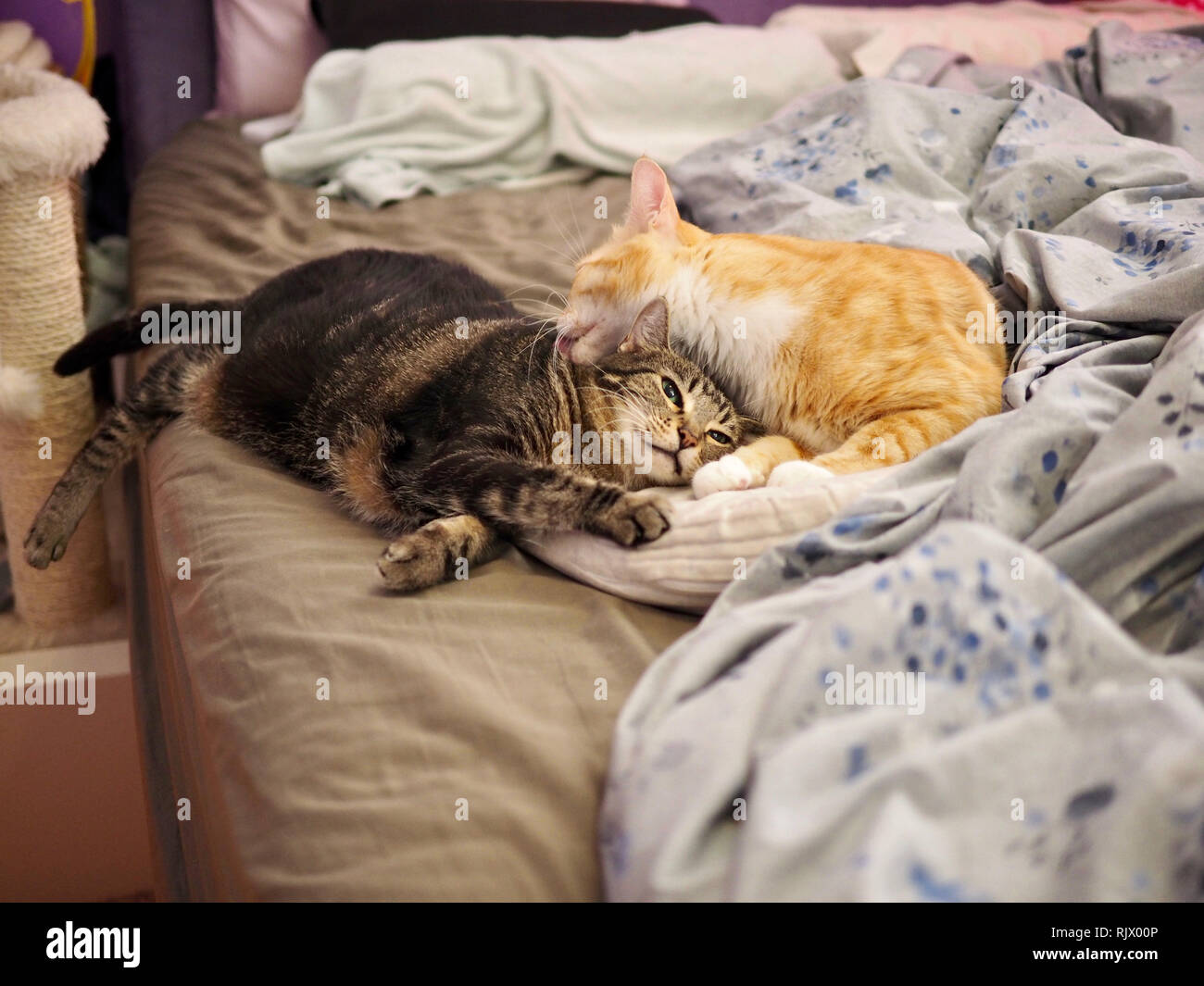 Deux chats se blottissant sur le lit Banque de photographies et d ...