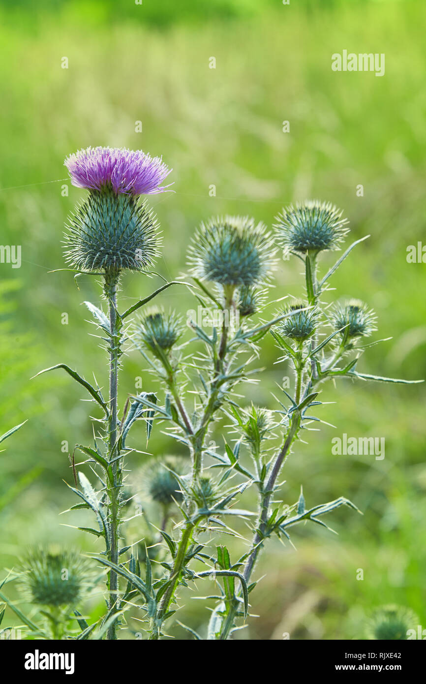Cirsium vulgare, lance le chardon, chardon vulgaire, commun Chardon ...