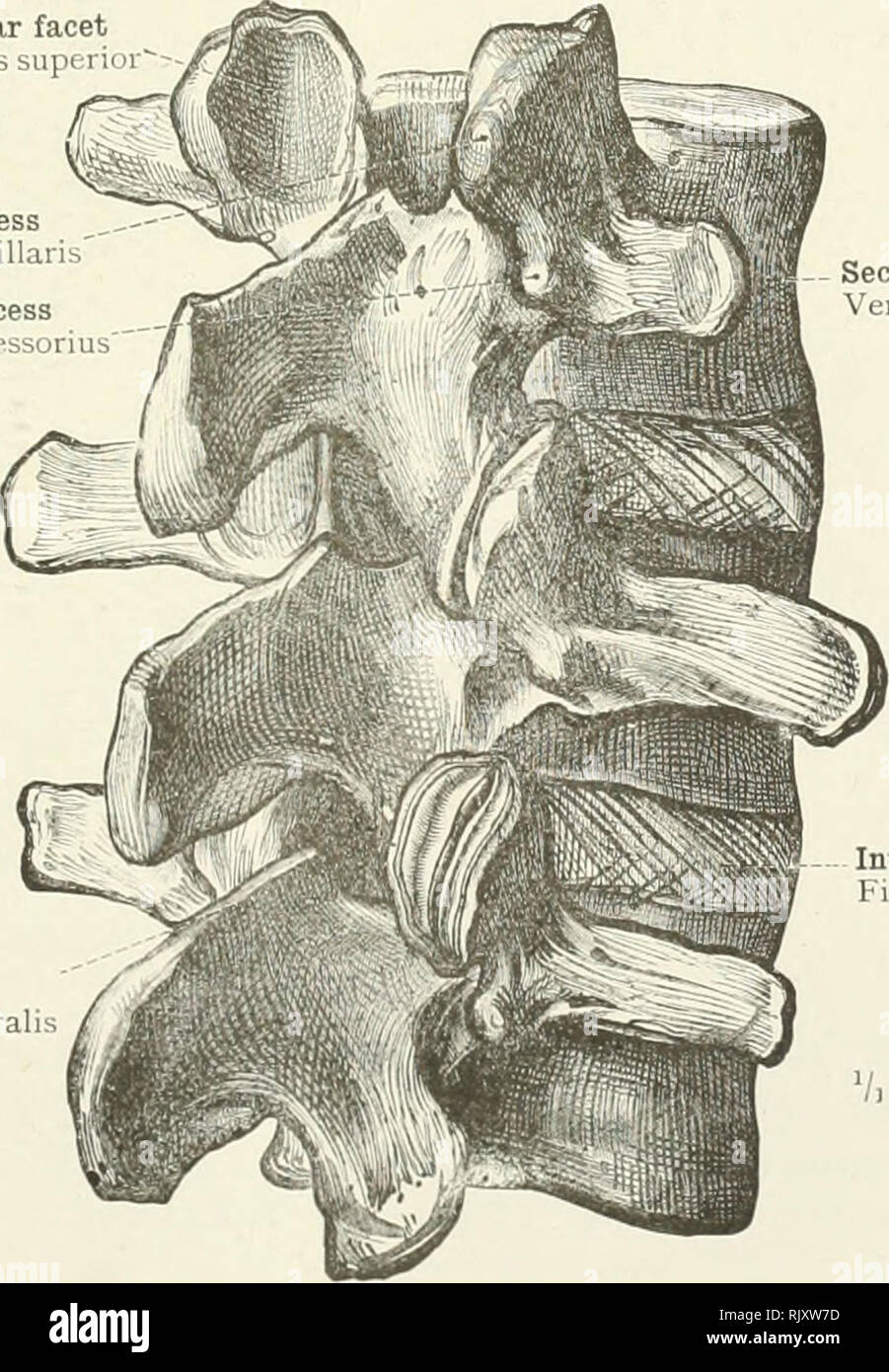 . Un atlas de l'anatomie humaine pour les étudiants et les médecins. L ...