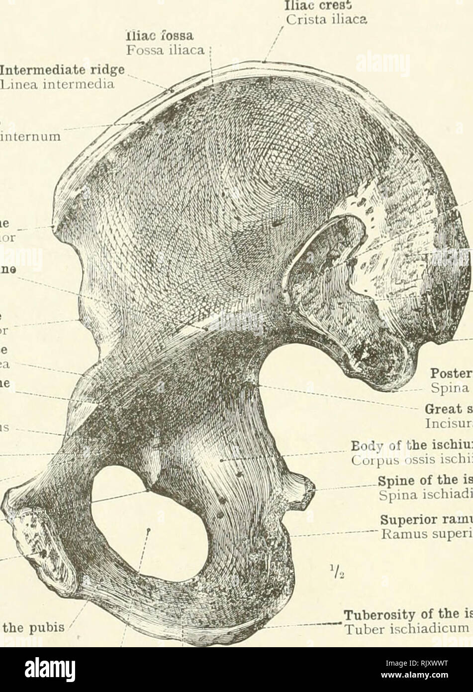 Spina iliaca anterior superior Banque de photographies et d’images à ...