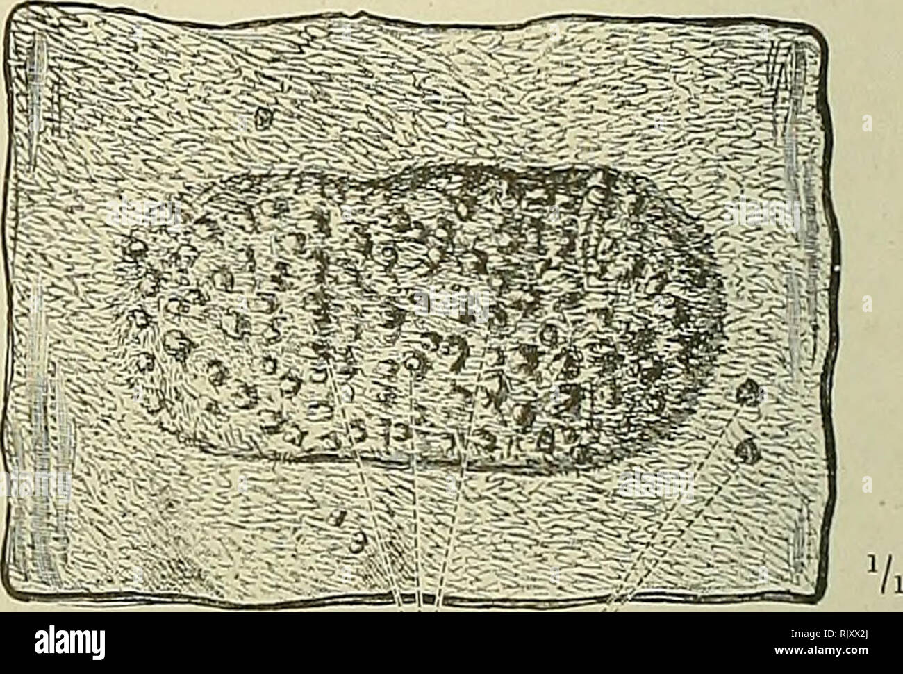 . Un atlas de l'anatomie humaine pour les étudiants et les médecins. L ...