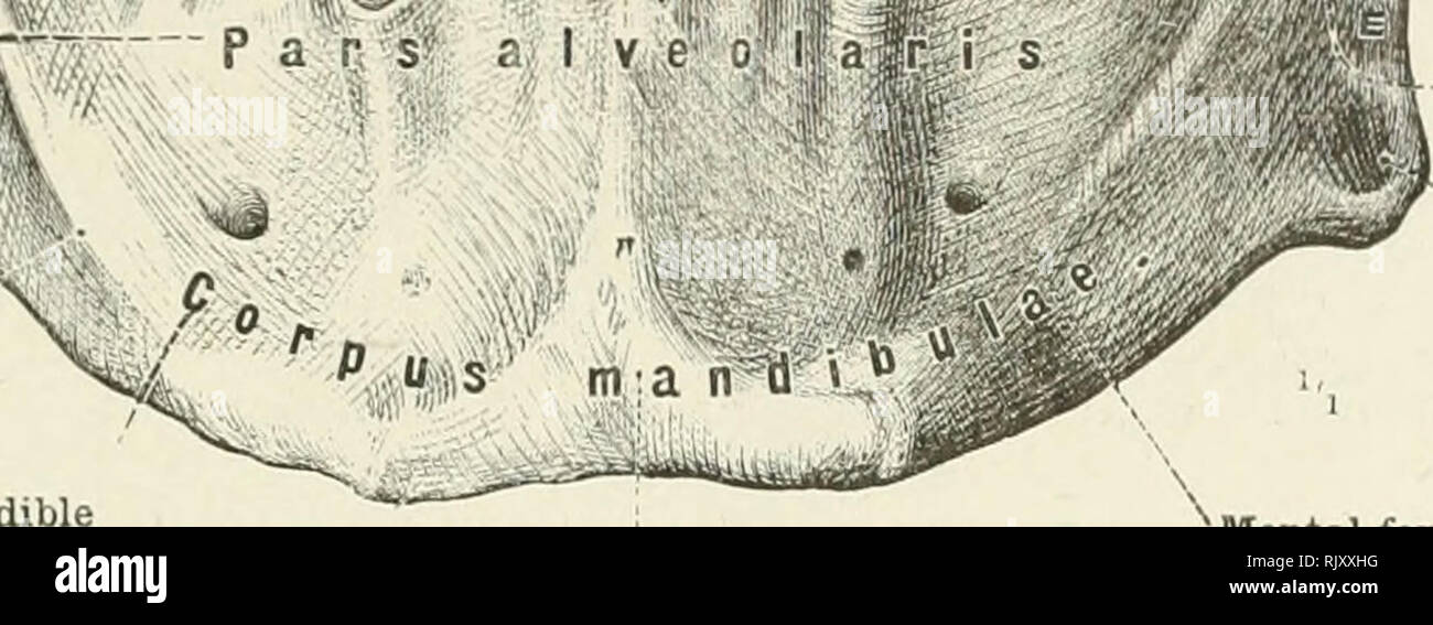 Foramen mentale Banque de photographies et d’images à haute résolution ...