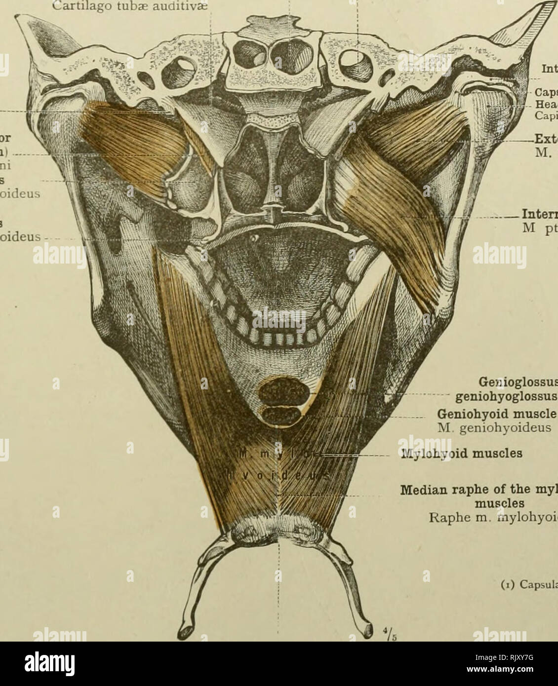. Un atlas de l'anatomie humaine pour les étudiants et les médecins. L ...