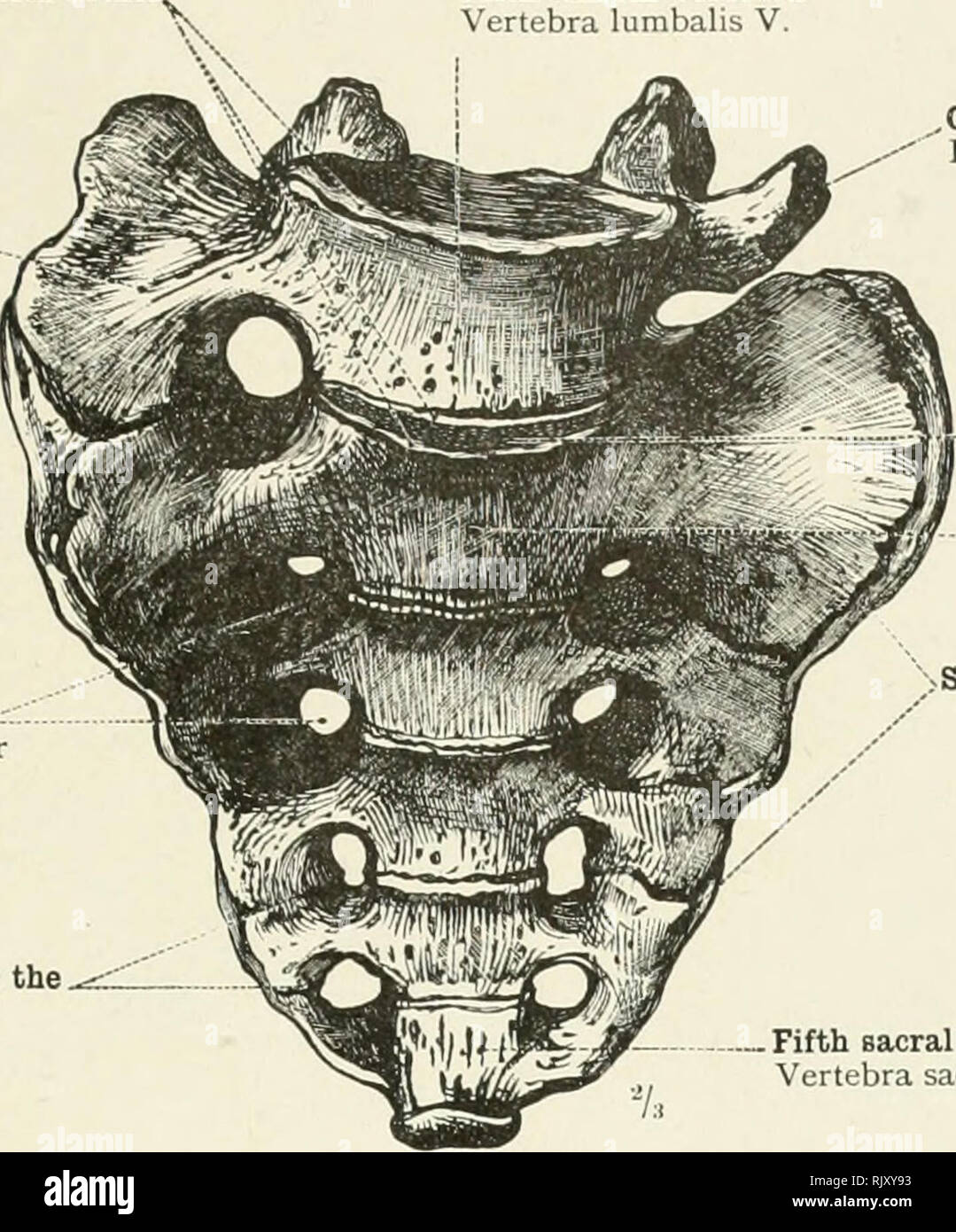 . Un atlas de l'anatomie humaine pour les étudiants et les médecins. L ...
