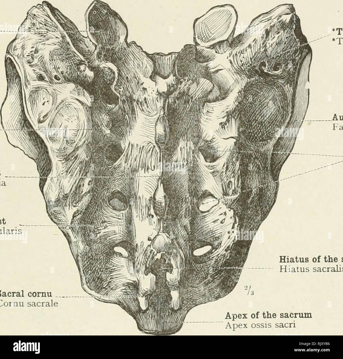 . Un atlas de l'anatomie humaine pour les étudiants et les médecins. L ...