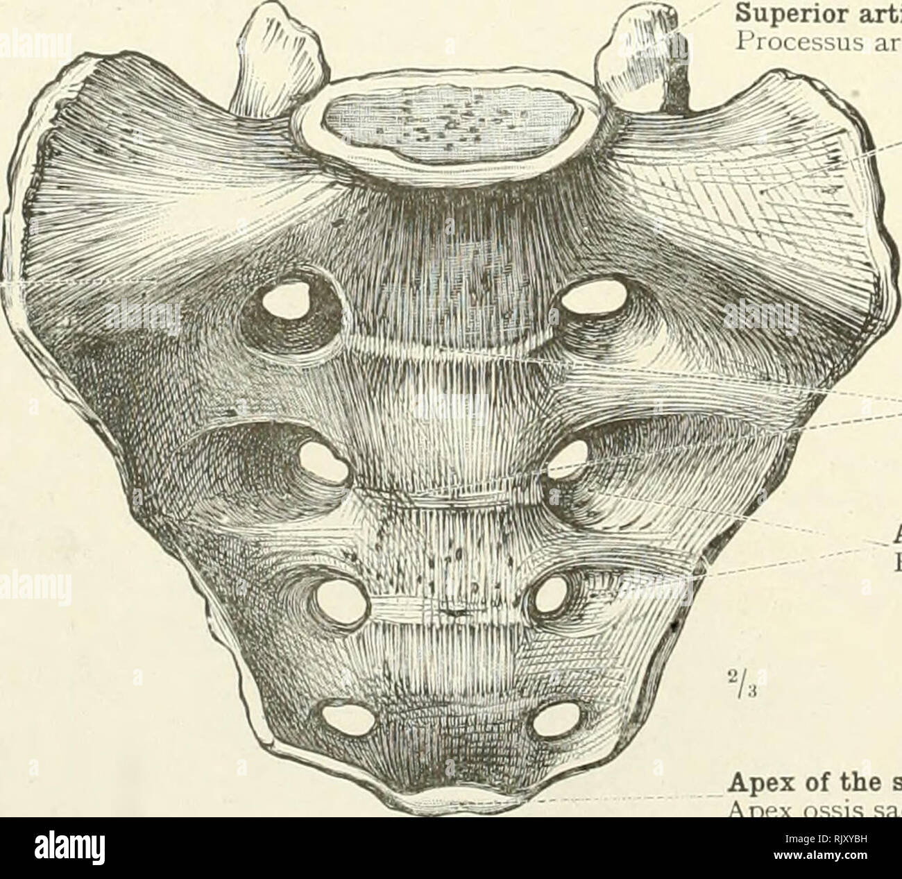 . Un atlas de l'anatomie humaine pour les étudiants et les médecins. L ...