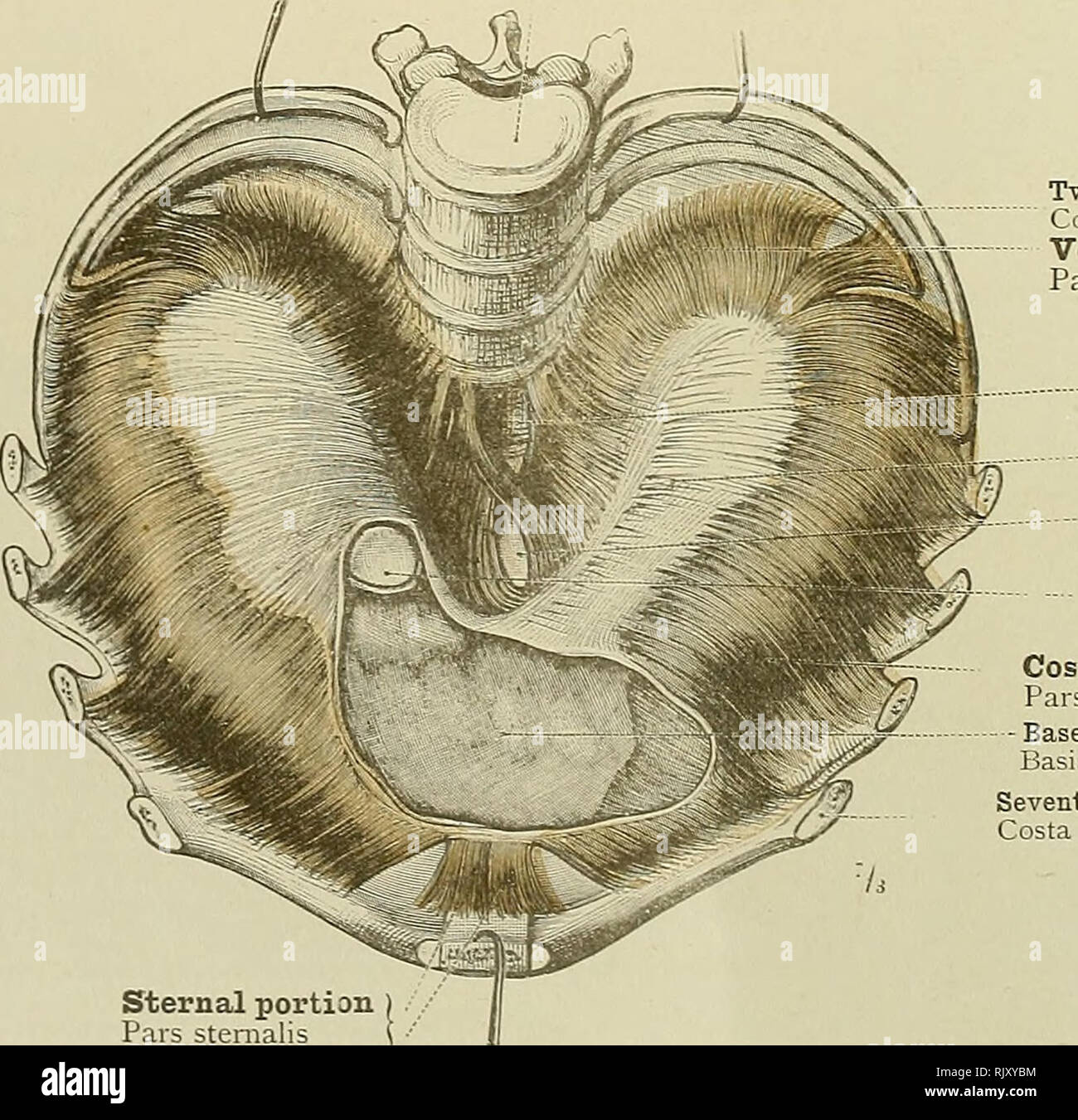 . Un atlas de l'anatomie humaine pour les étudiants et les médecins. L ...