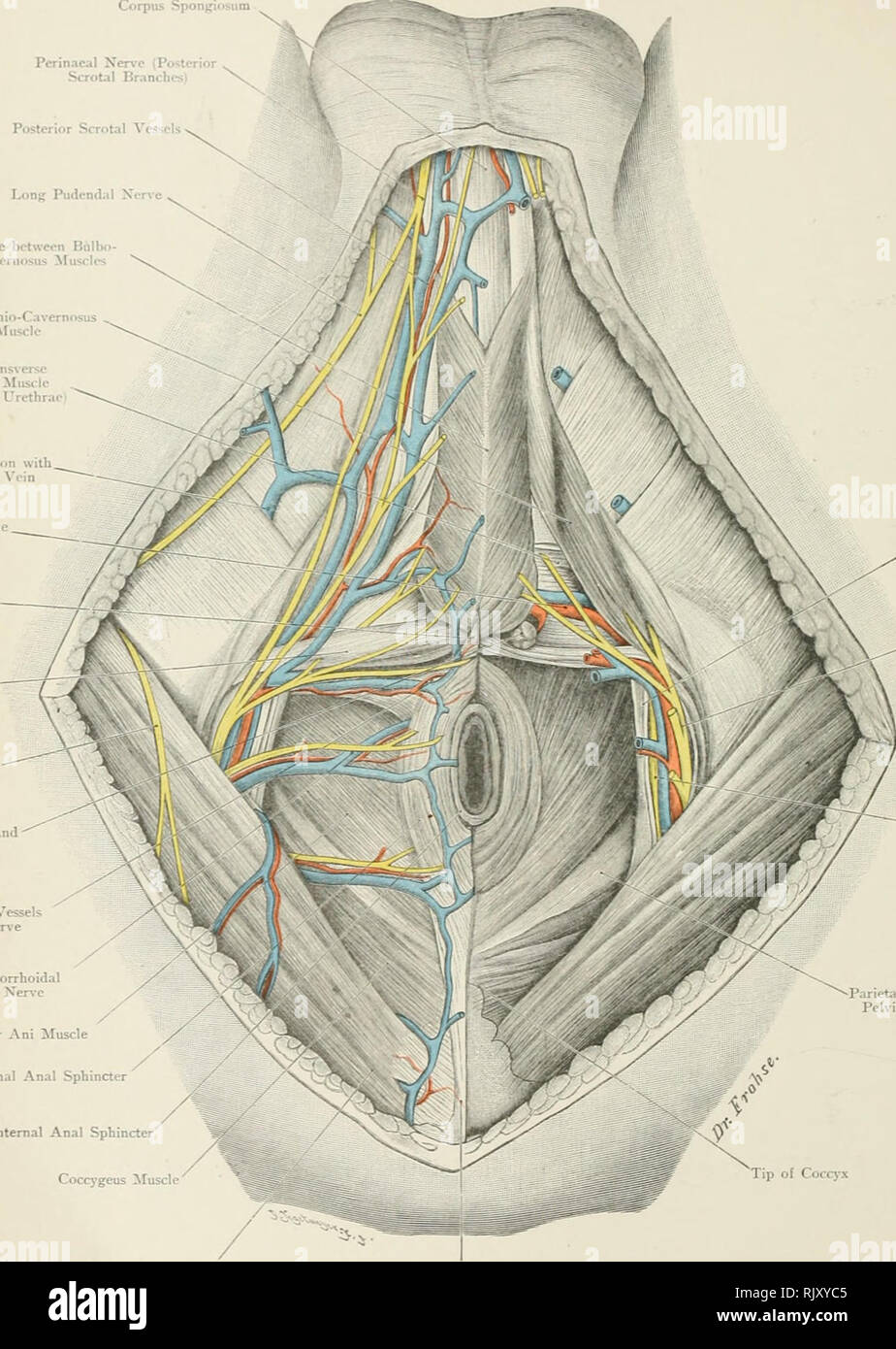 Muscles fessiers humains Banque de photographies et d’images à haute ...