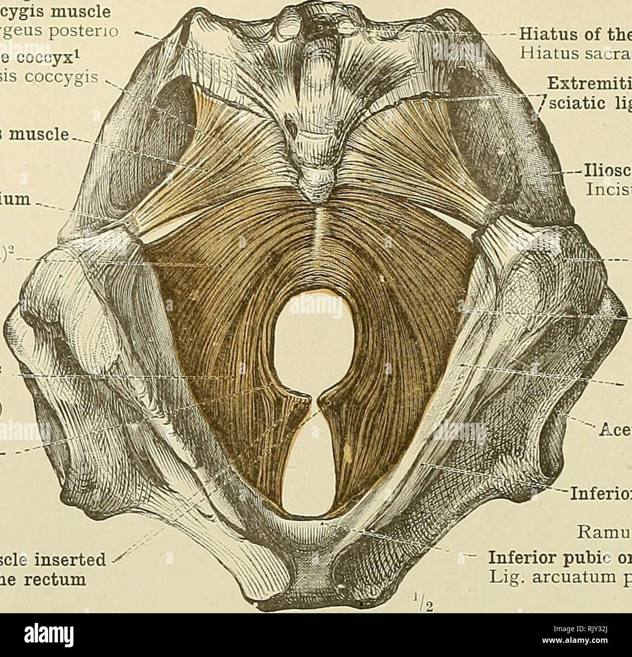 Muscle coccygeus Banque de photographies et d’images à haute résolution ...