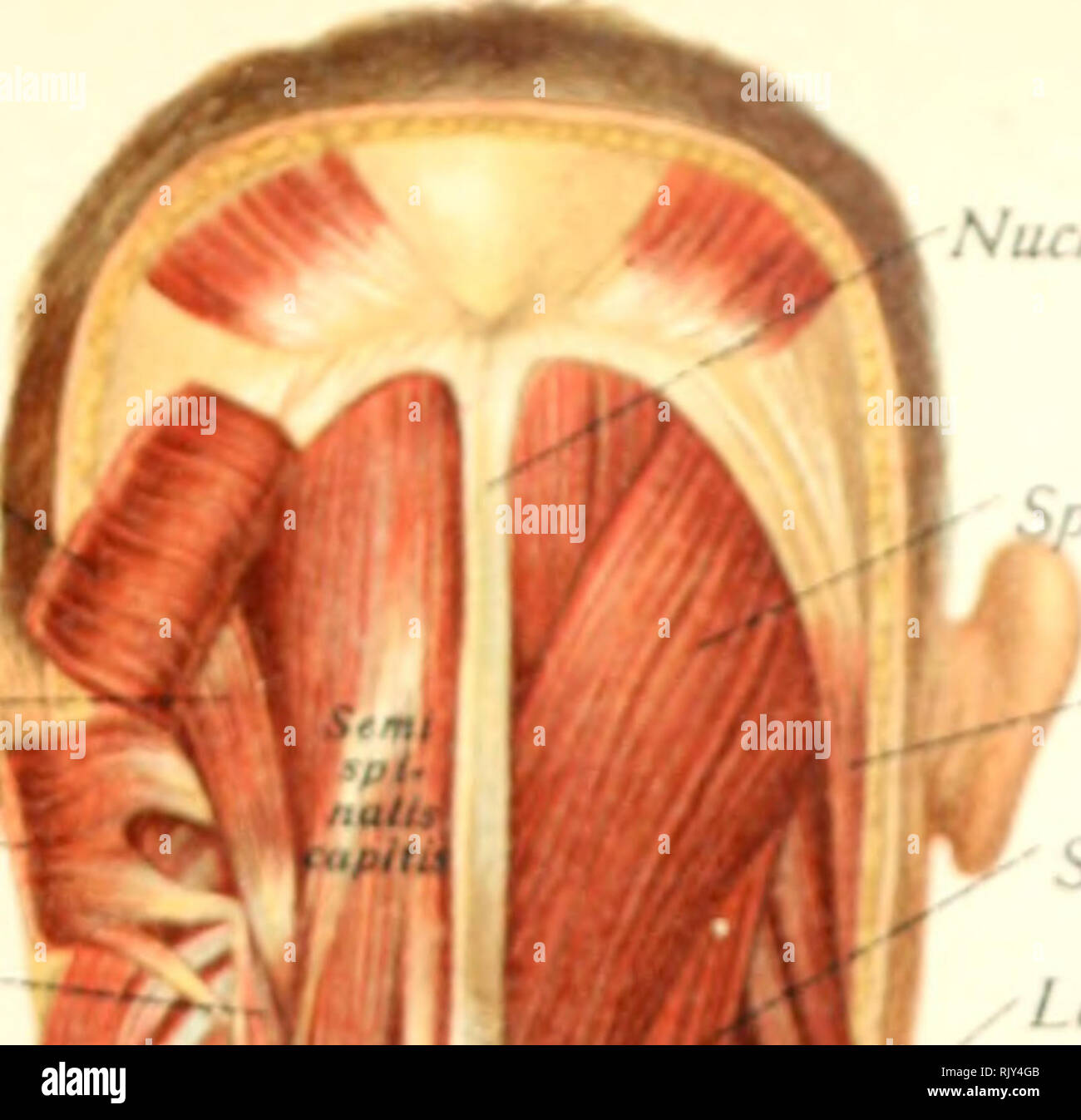 Spinalis capitis Banque de photographies et d’images à haute résolution ...