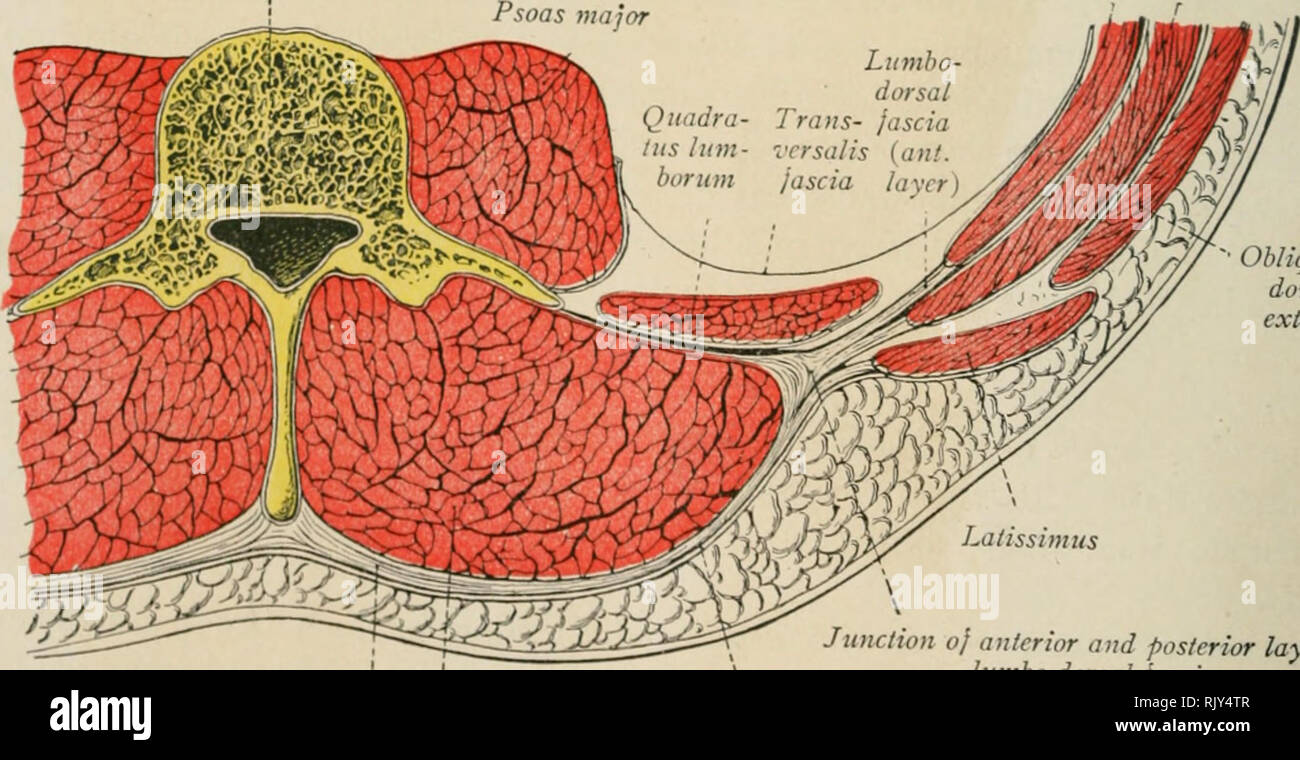. Texte et Atlas-livre de l'anatomie humaine. Anatomie -- Atlas. Texte ...
