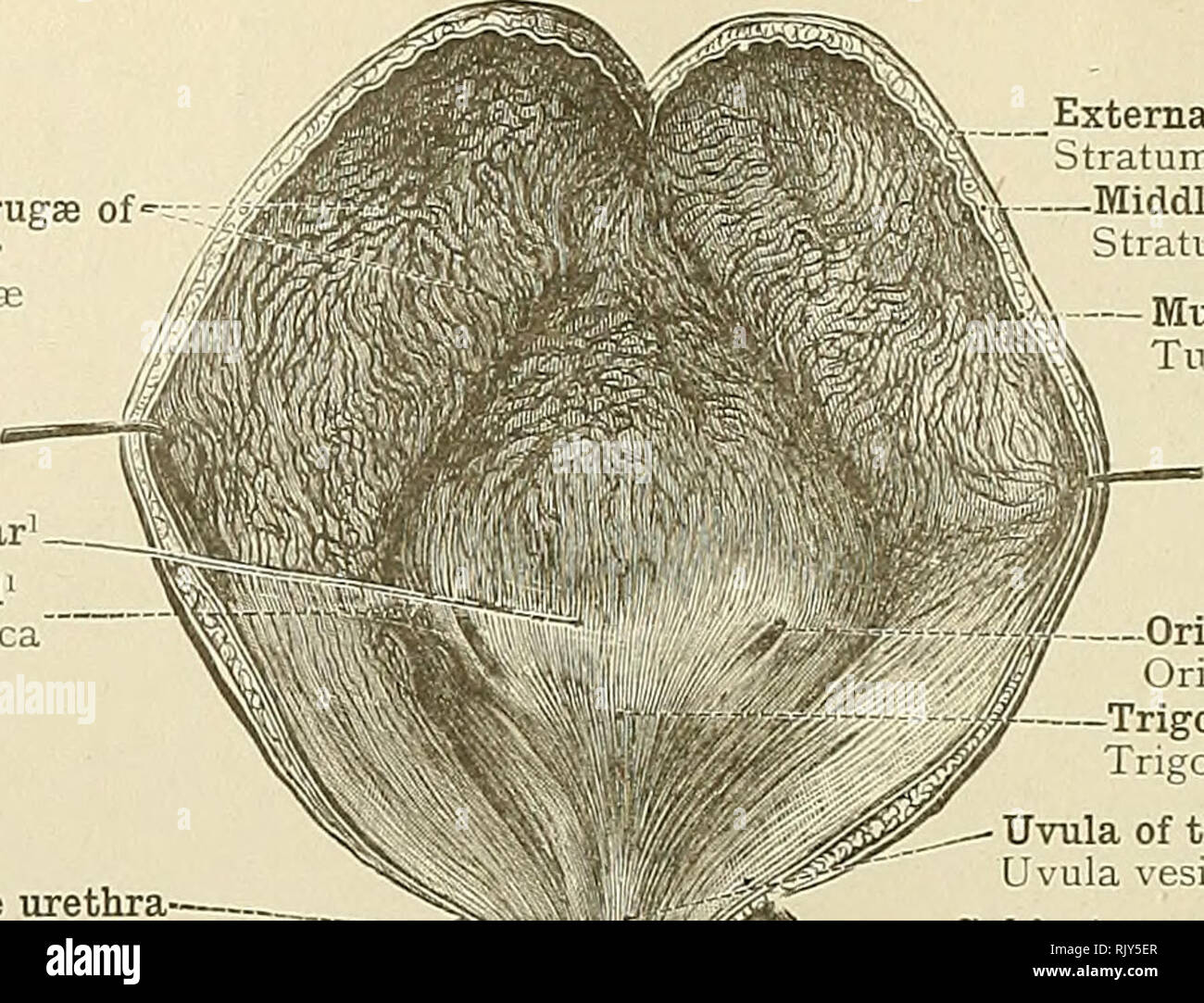 Utricule prostatique Banque de photographies et d’images à haute ...