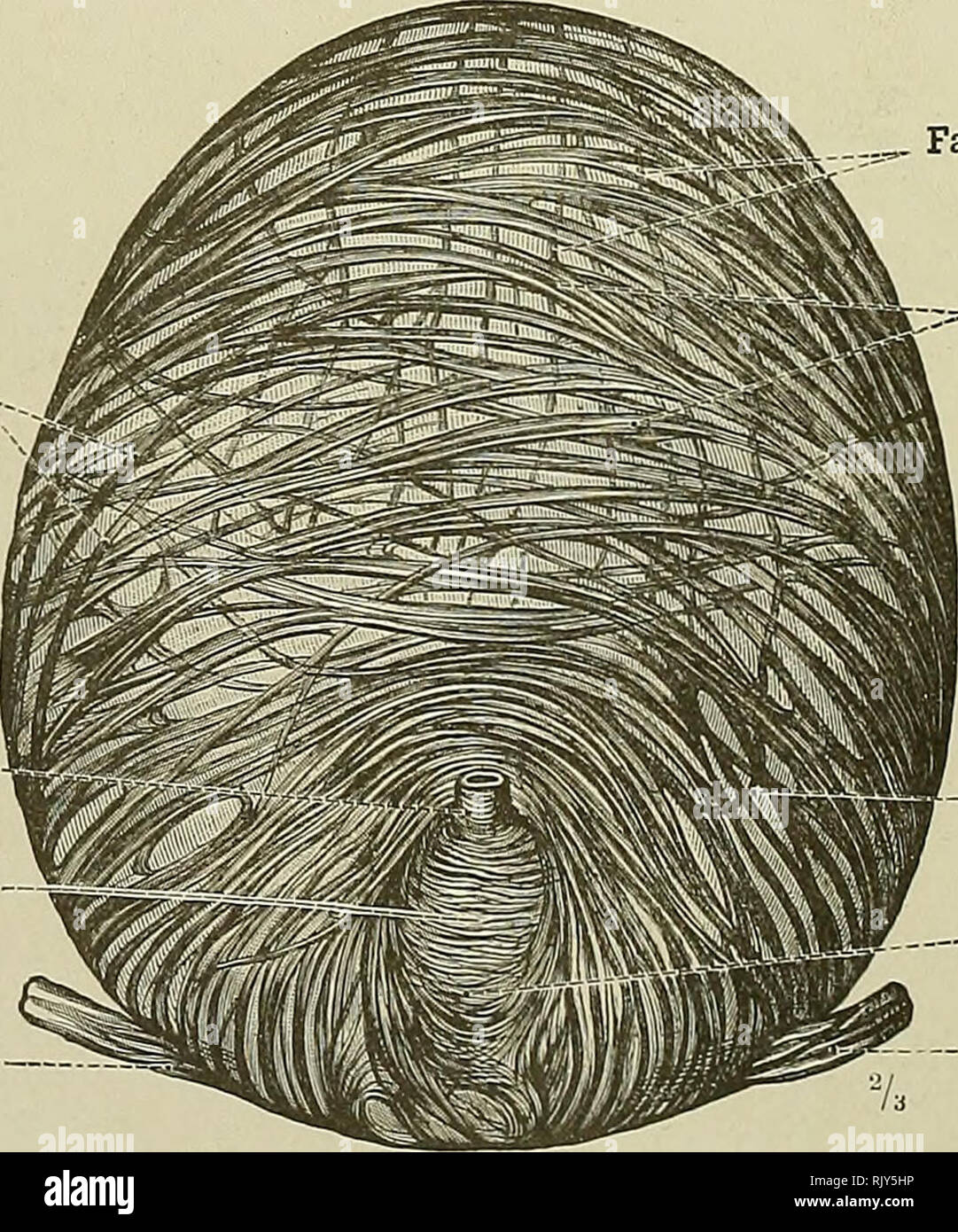 . Un atlas de l'anatomie humaine pour les étudiants et les médecins. L ...