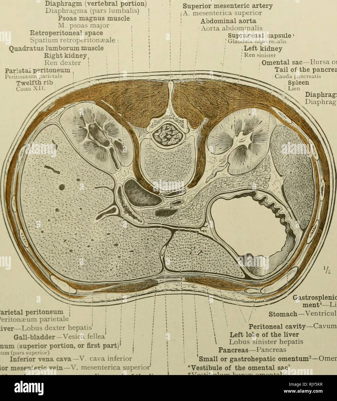 . Un atlas de l'anatomie humaine pour les étudiants et les médecins. L ...
