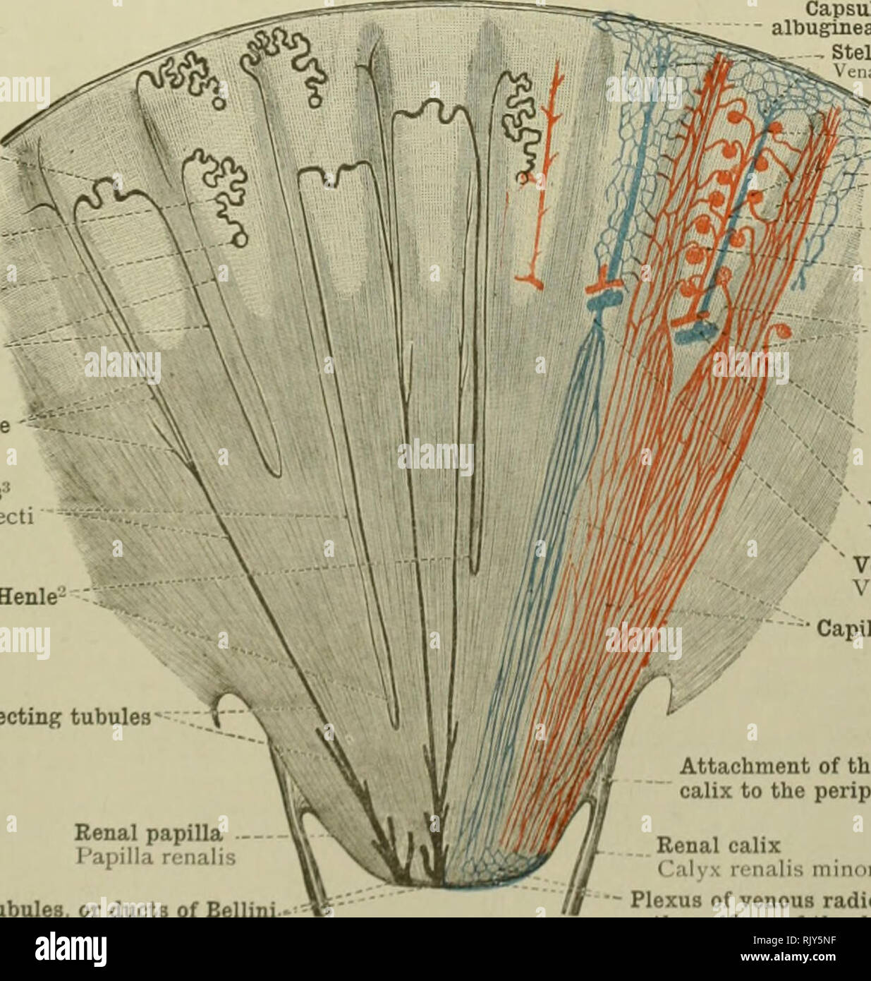 . Un atlas de l'anatomie humaine pour les étudiants et les médecins. L ...