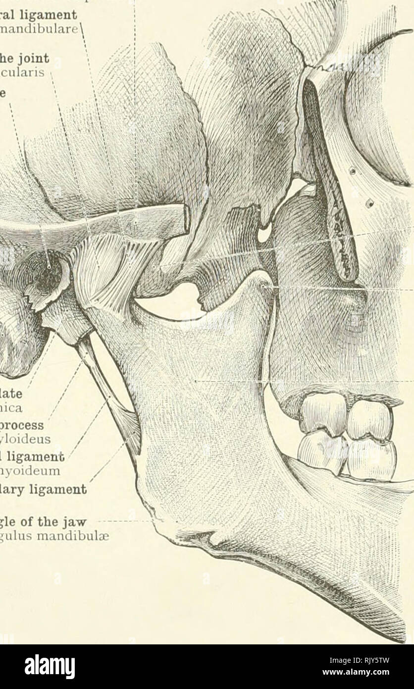 Ligament temporo mandibulaire Banque de photographies et d’images à ...