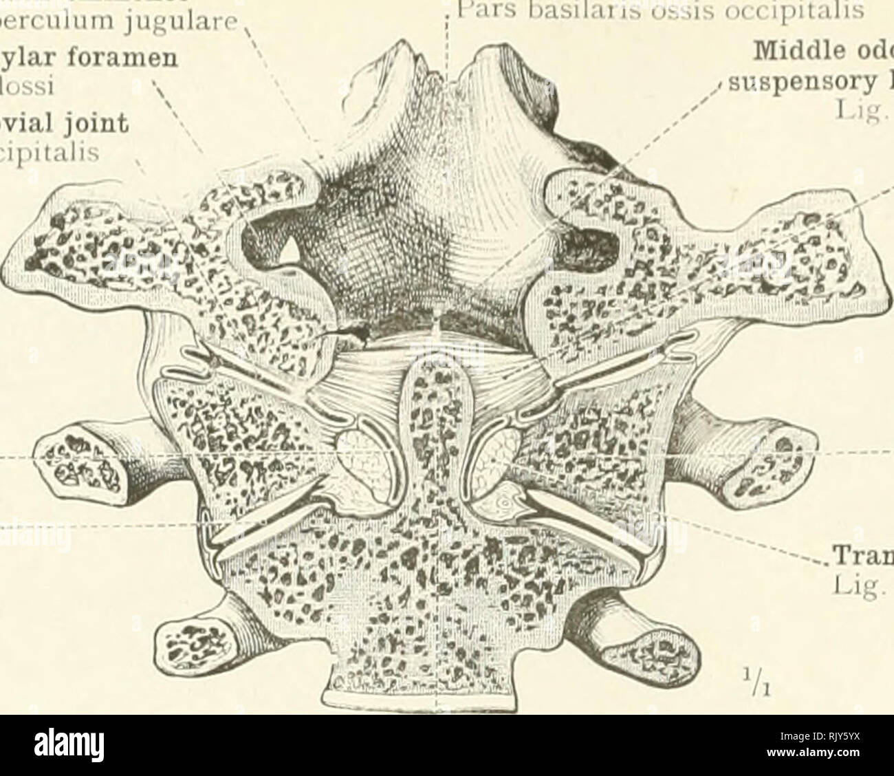 . Un atlas de l'anatomie humaine pour les étudiants et les médecins. L ...