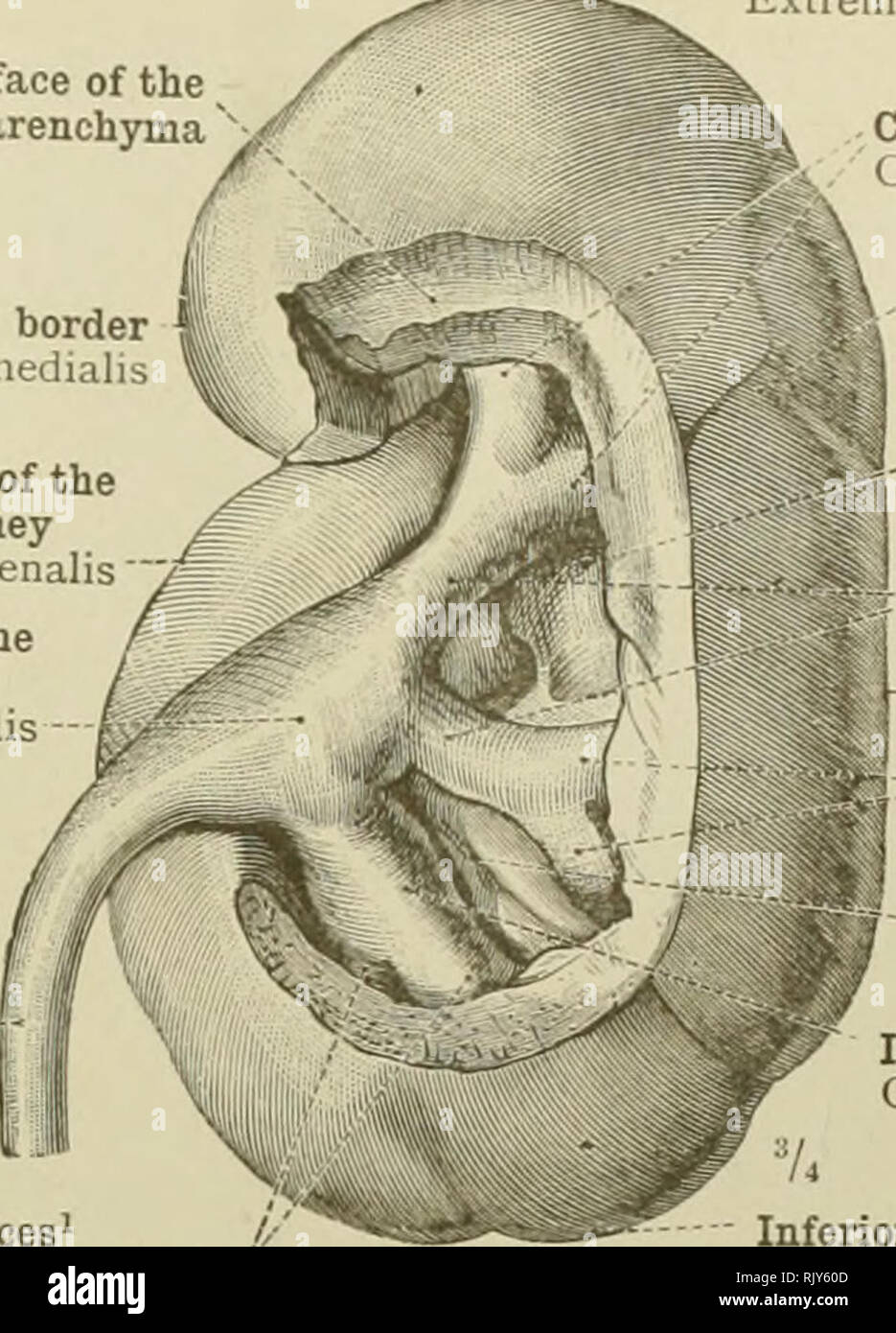 . Un atlas de l'anatomie humaine pour les étudiants et les médecins. L ...