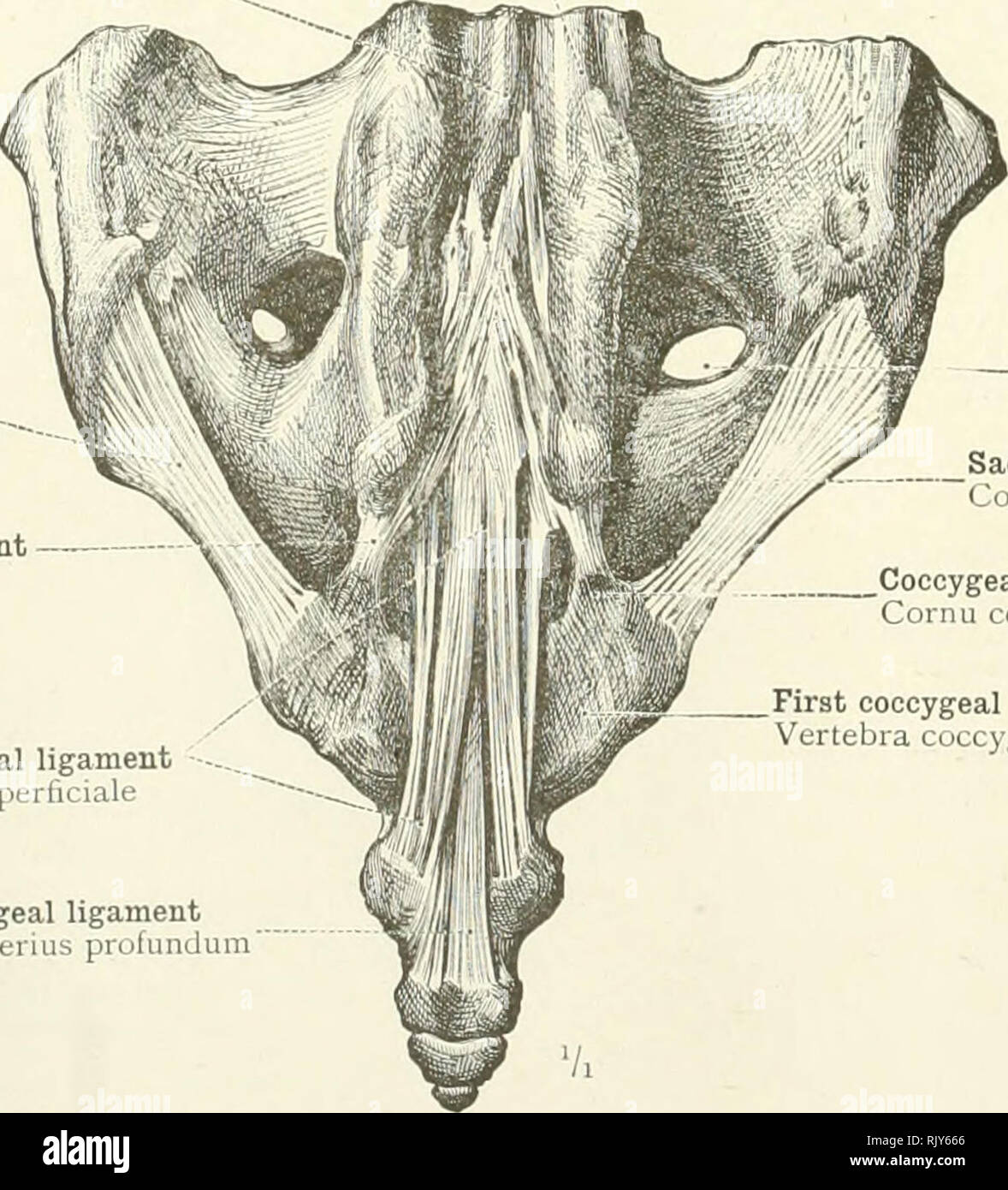 . Un atlas de l'anatomie humaine pour les étudiants et les médecins. L ...