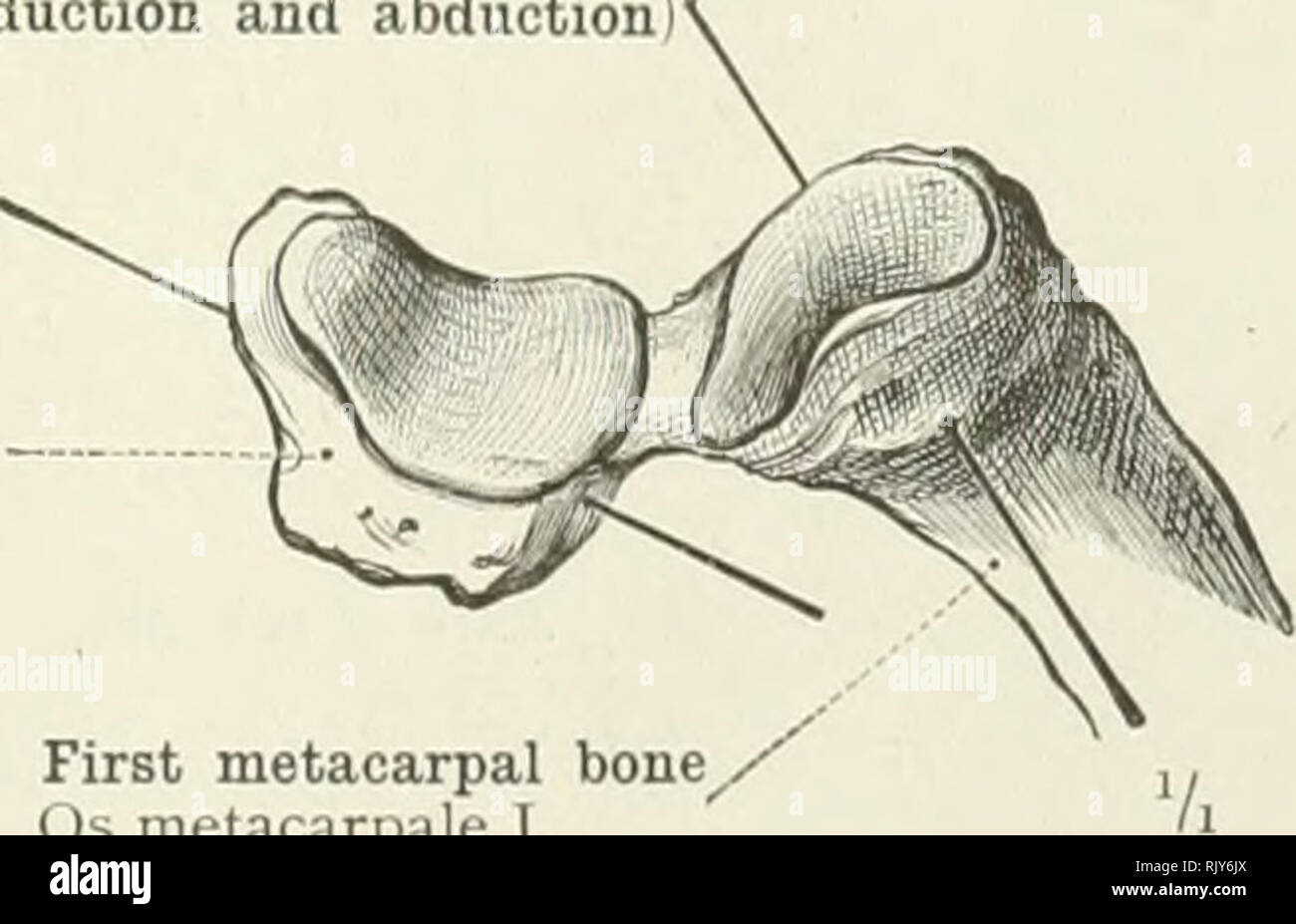 . Un atlas de l'anatomie humaine pour les étudiants et les médecins ...