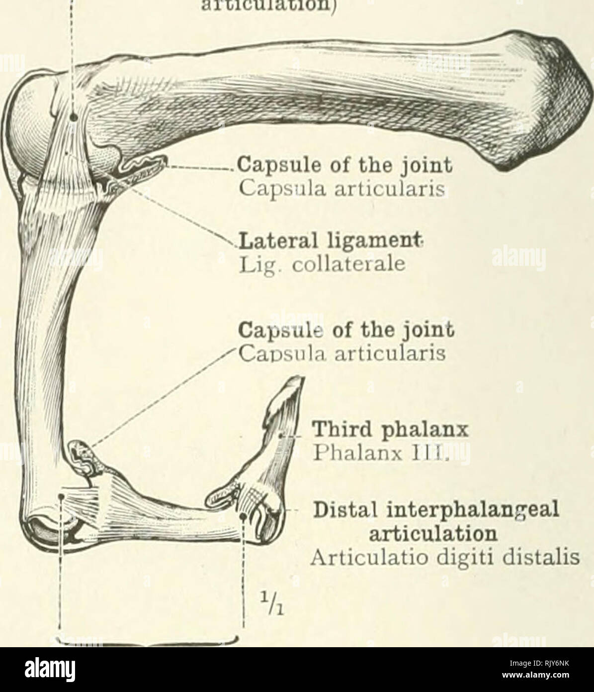 Métacarpien phalangien Banque de photographies et d’images à haute ...