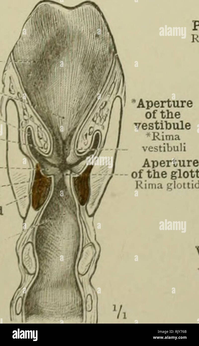 Anatomie De L'épiglotte
