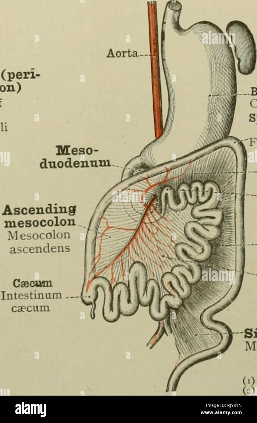 . Un atlas de l'anatomie humaine pour les étudiants et les médecins. L ...
