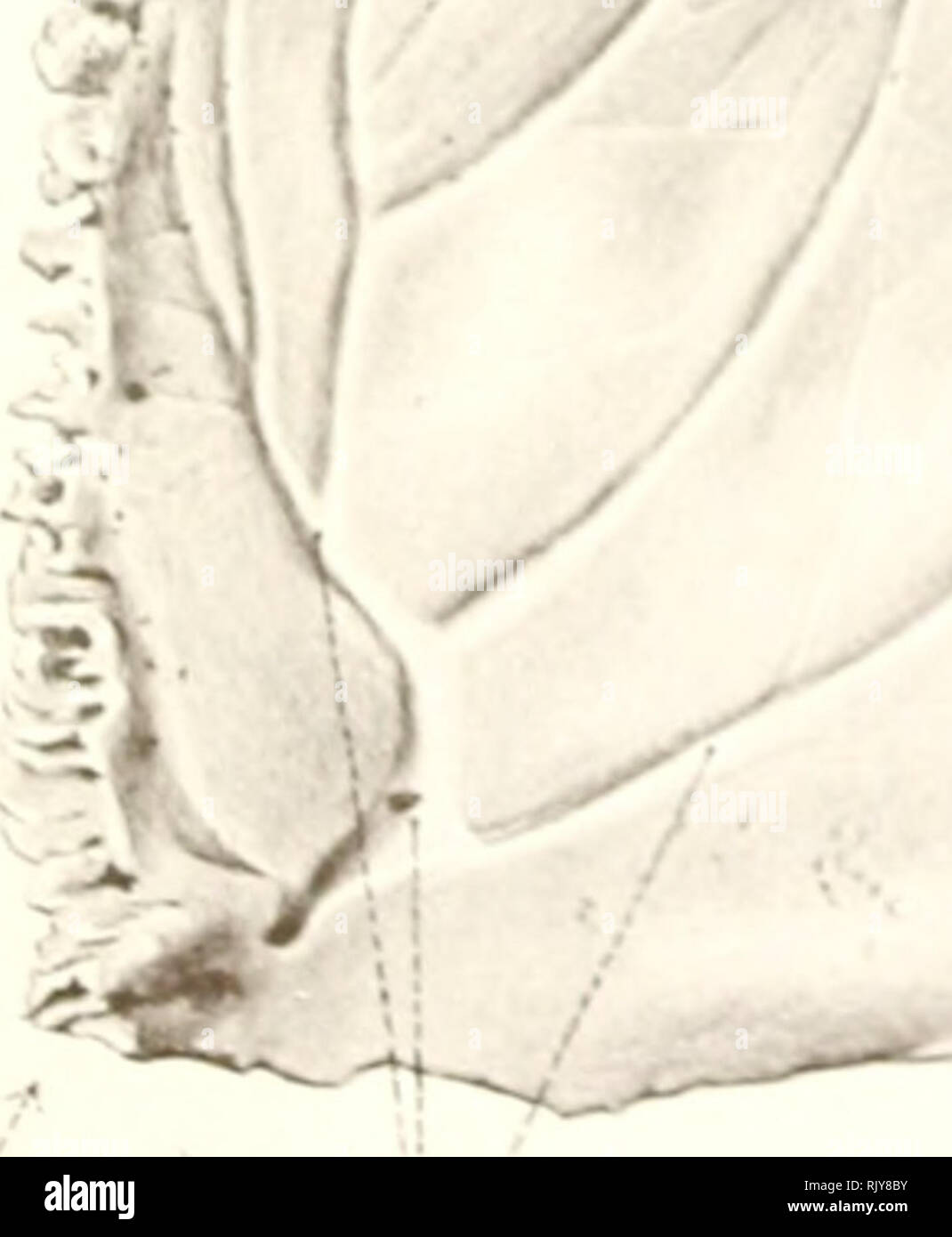 Parietal foramen Banque de photographies et d’images à haute résolution ...