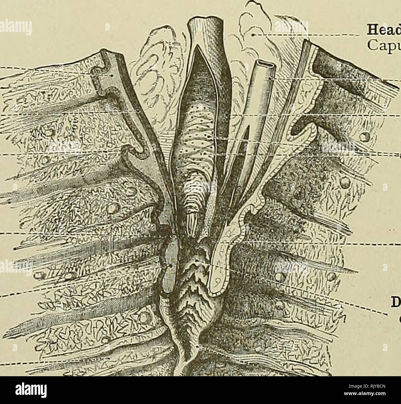 . Un atlas de l'anatomie humaine pour les étudiants et les médecins. L ...