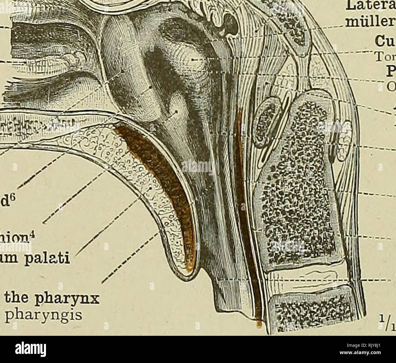 Muscle Tenseur Du Tympan Photos & Muscle Tenseur Du Tympan Images - Alamy