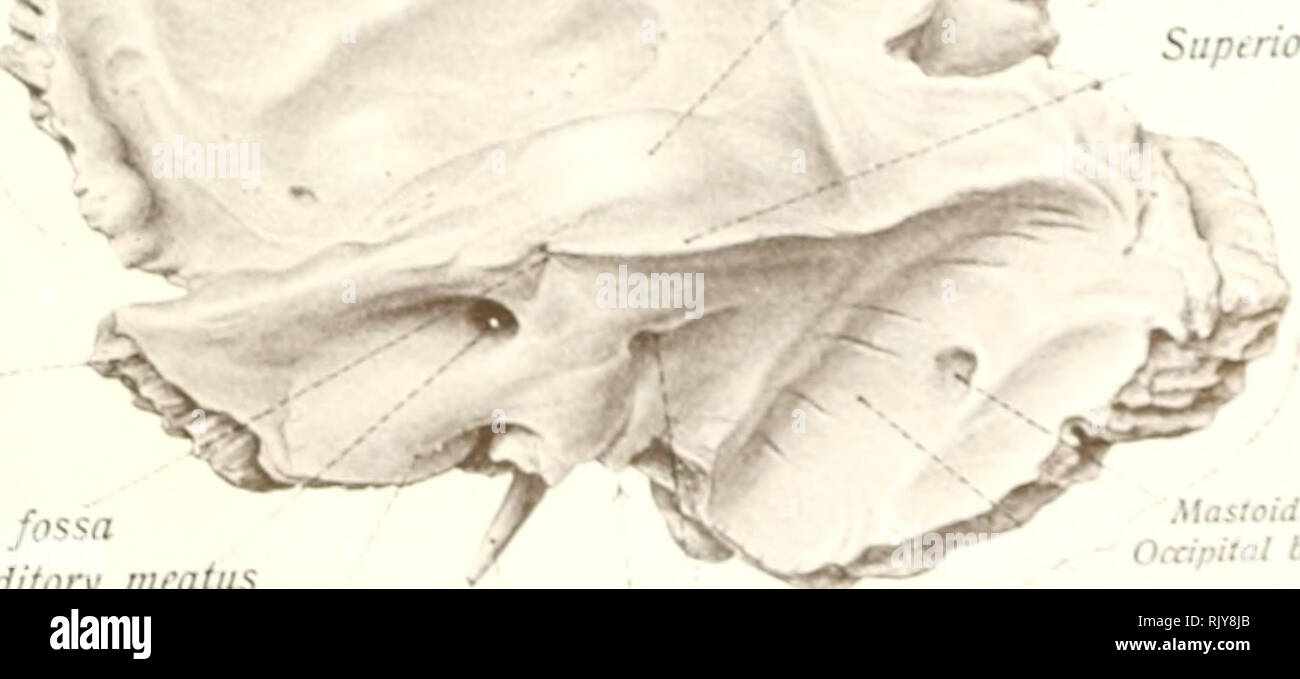 . Texte et Atlas-livre de l'anatomie humaine. Anatomie -- Atlas ...