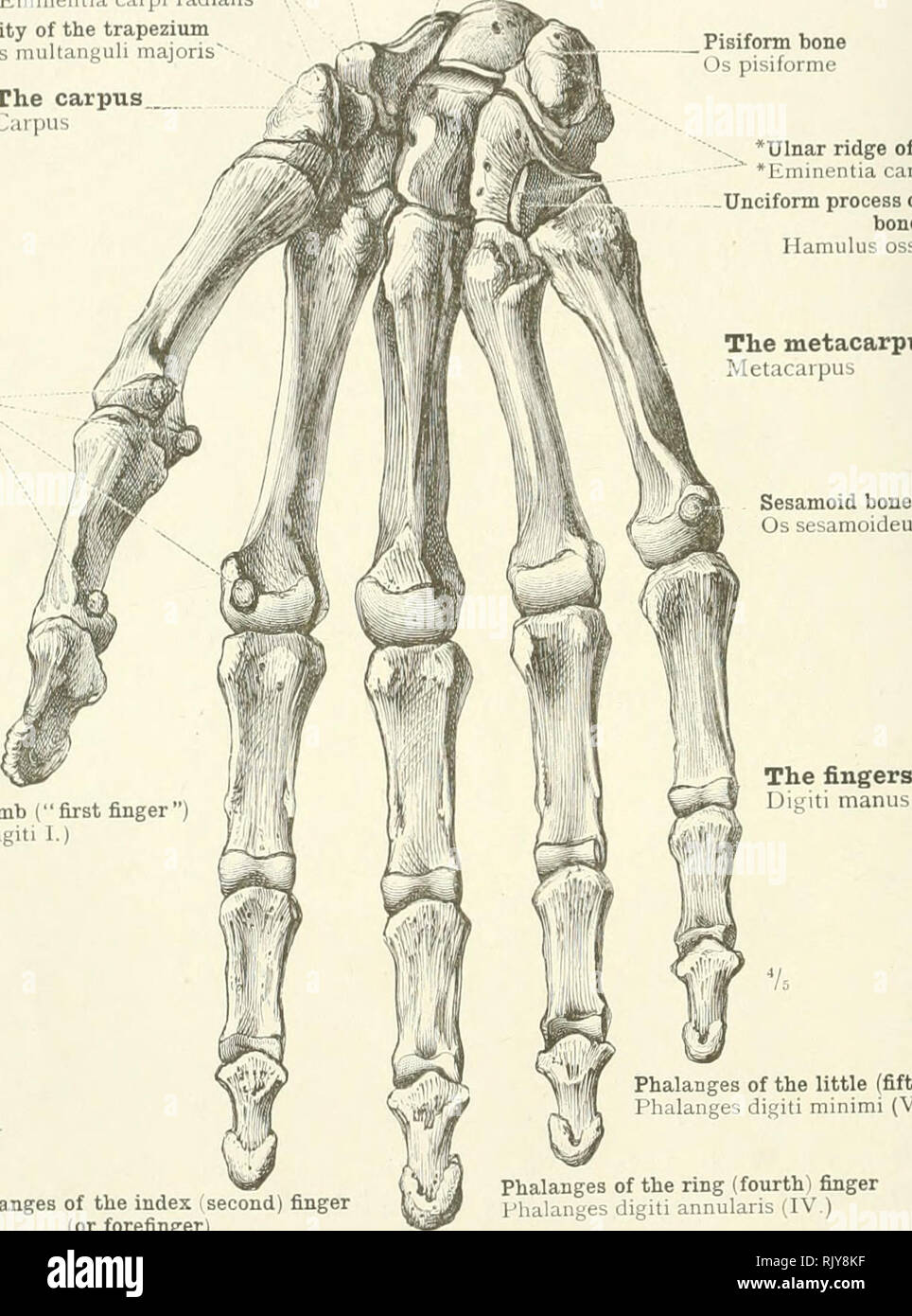 . Un atlas de l'anatomie humaine pour les étudiants et les médecins. L ...
