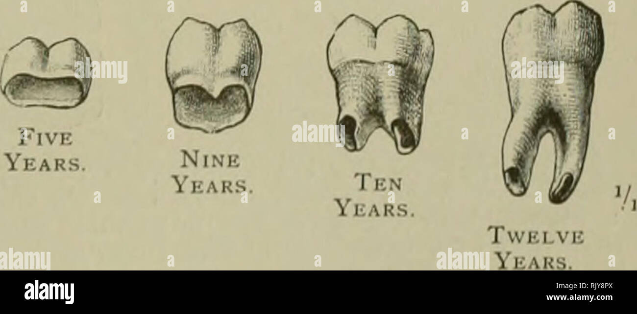 . Un atlas de l'anatomie humaine pour les étudiants et les médecins. L ...
