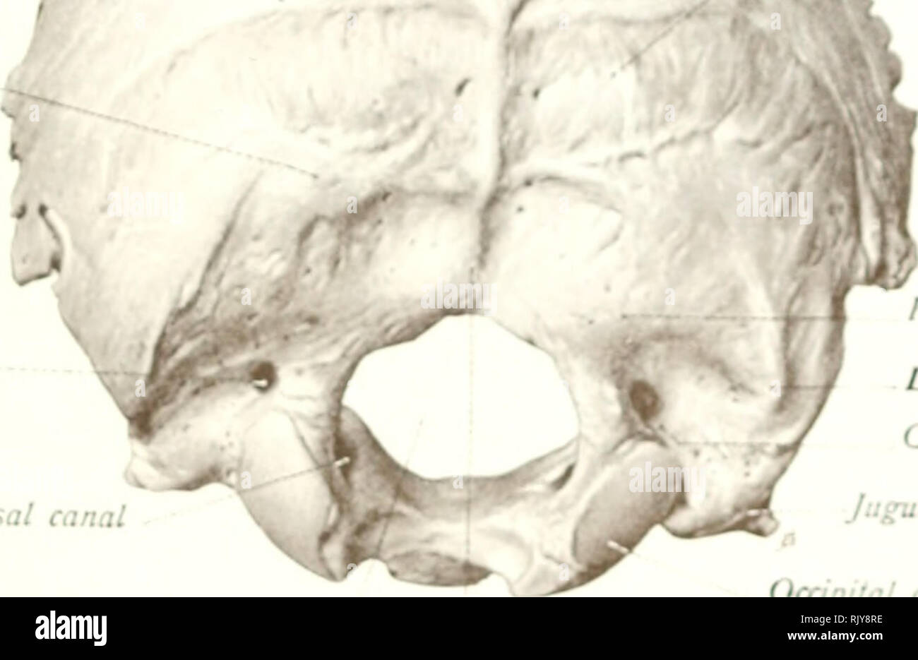 Condyle occipital Banque de photographies et d’images à haute ...