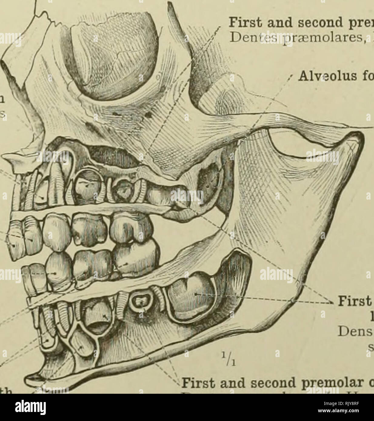 . Un atlas de l'anatomie humaine pour les étudiants et les médecins. L ...