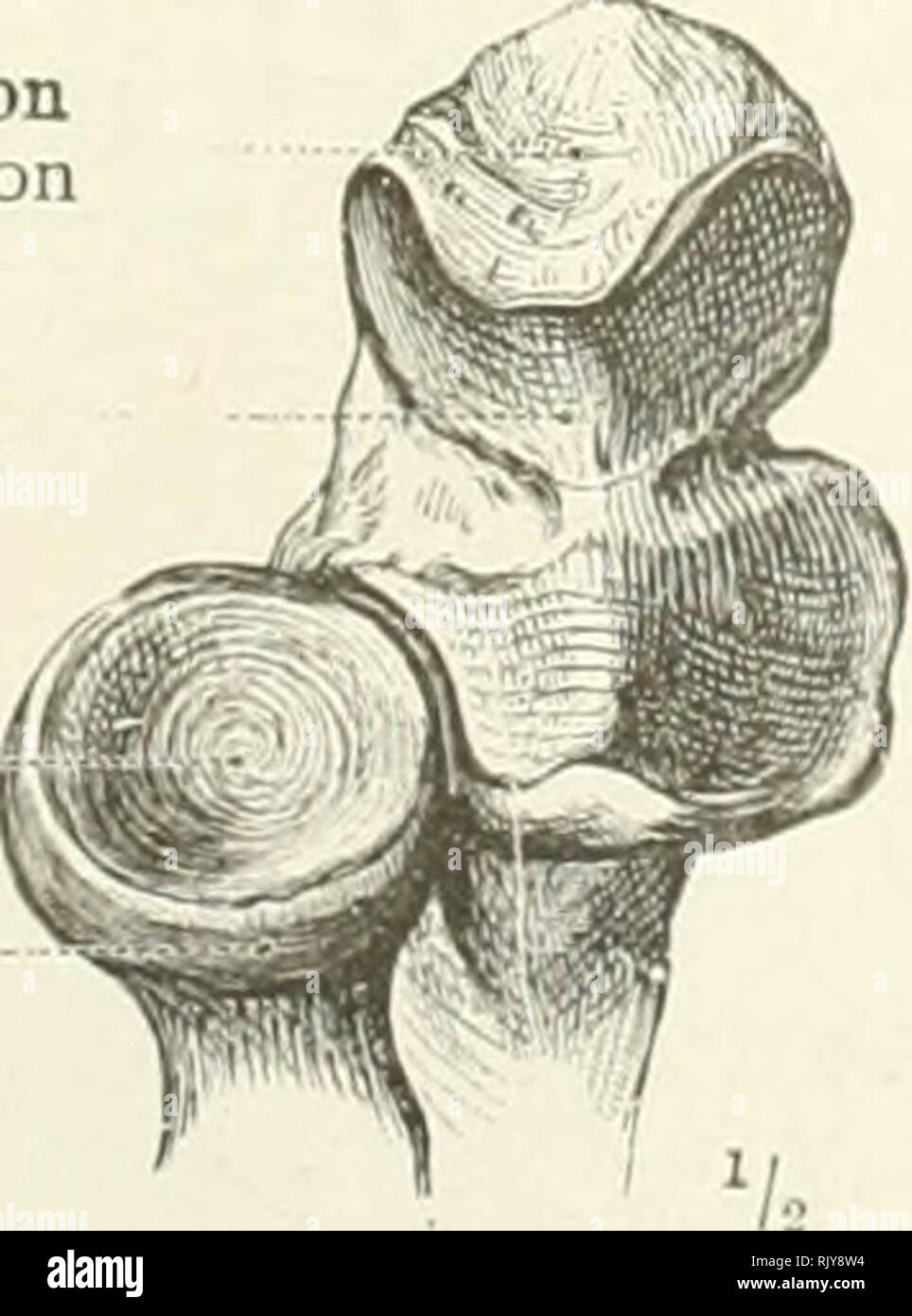 . Un atlas de l'anatomie humaine pour les étudiants et les médecins. L ...