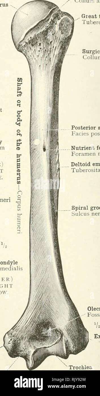 Nerf Des Membres Inferieurs Banque d'image et photos - Alamy