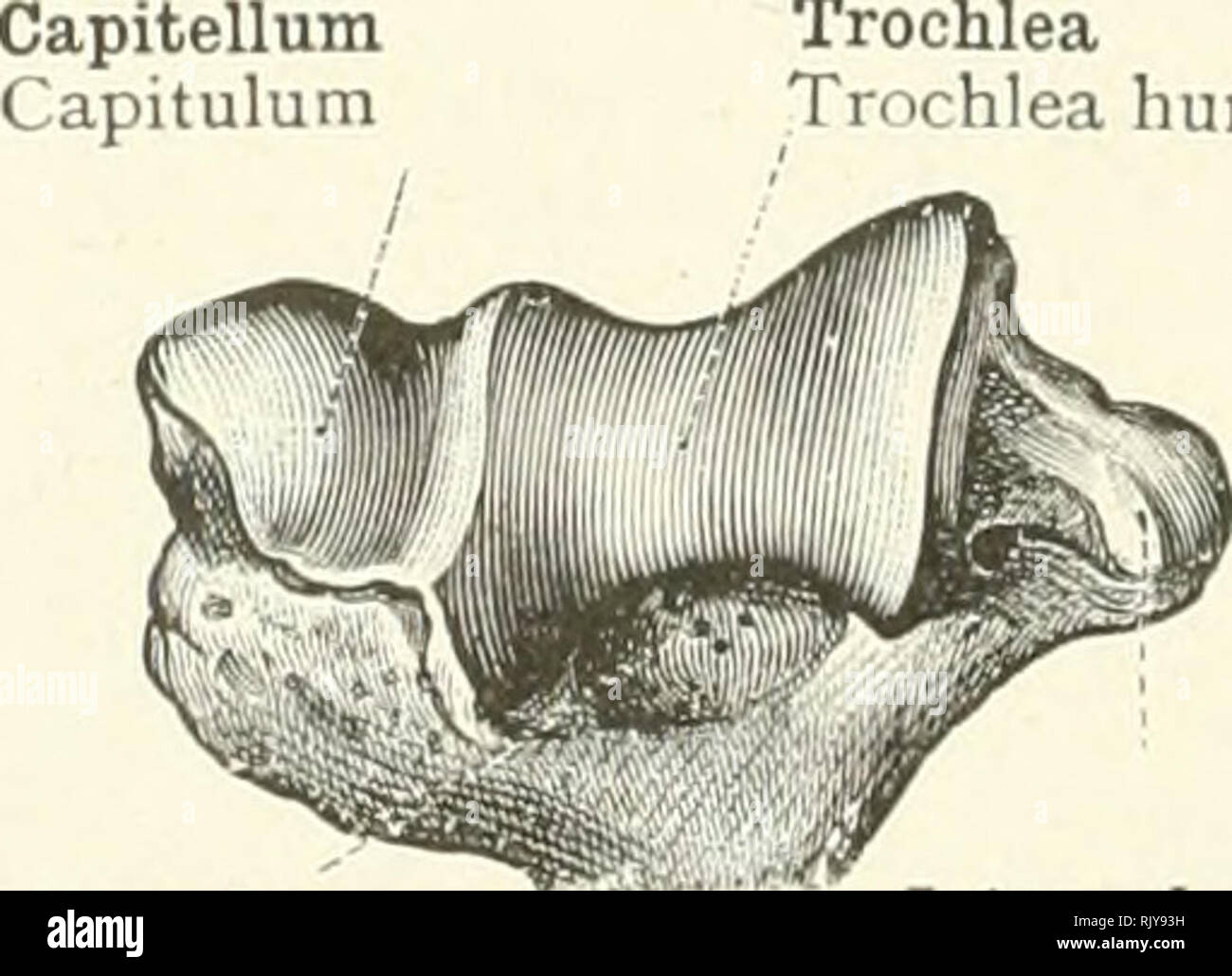 . Un atlas de l'anatomie humaine pour les étudiants et les médecins. L'anatomie. Petit moins ...